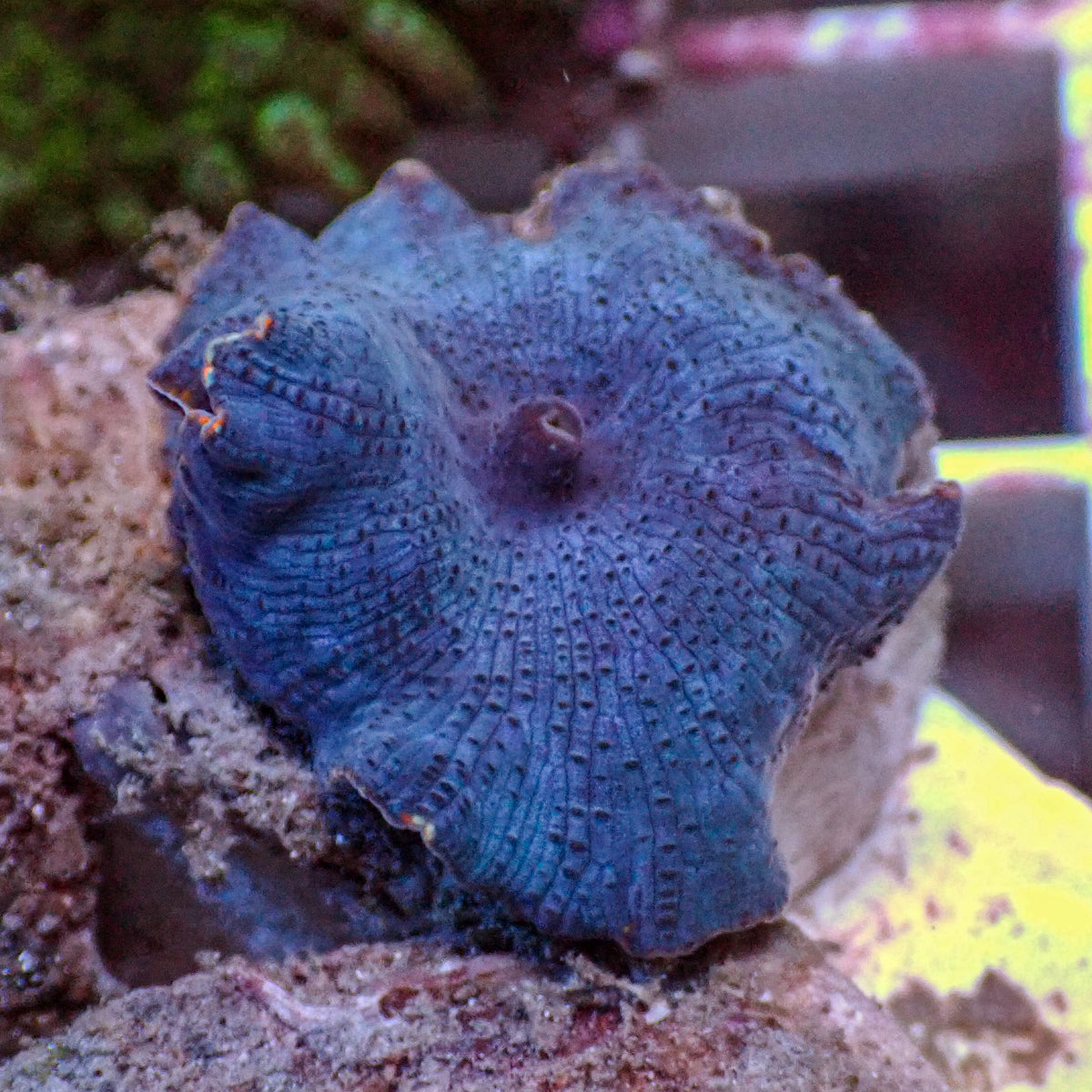 Spotted Blue Discosoma Mushroom | Corals Anonymous