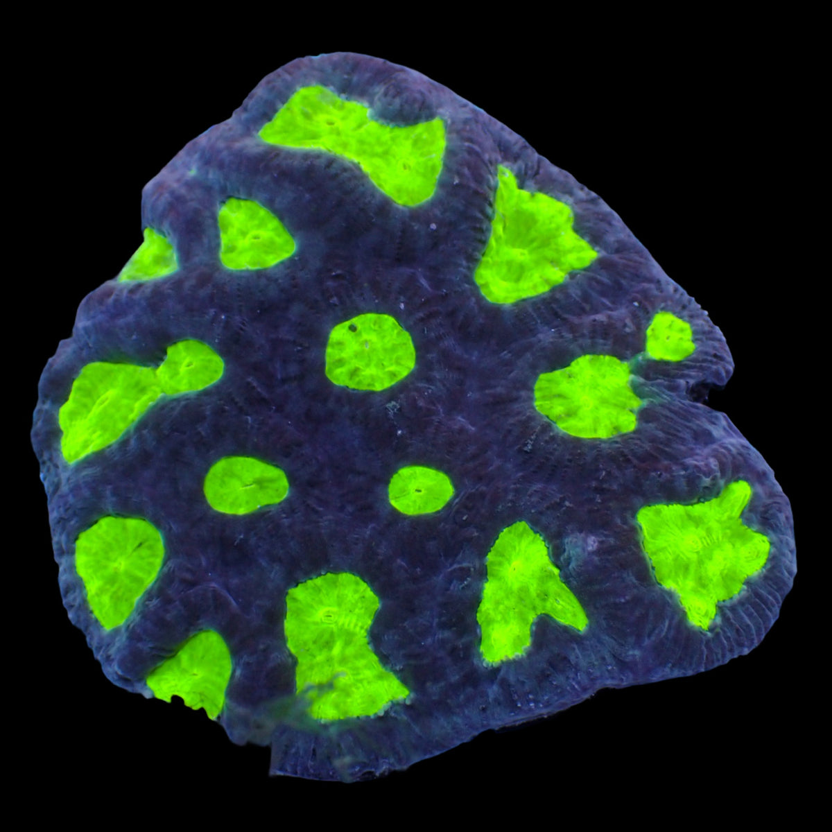 Neon Green Mouth Purple Favia (2-3 Polyps) | Corals Anonymous