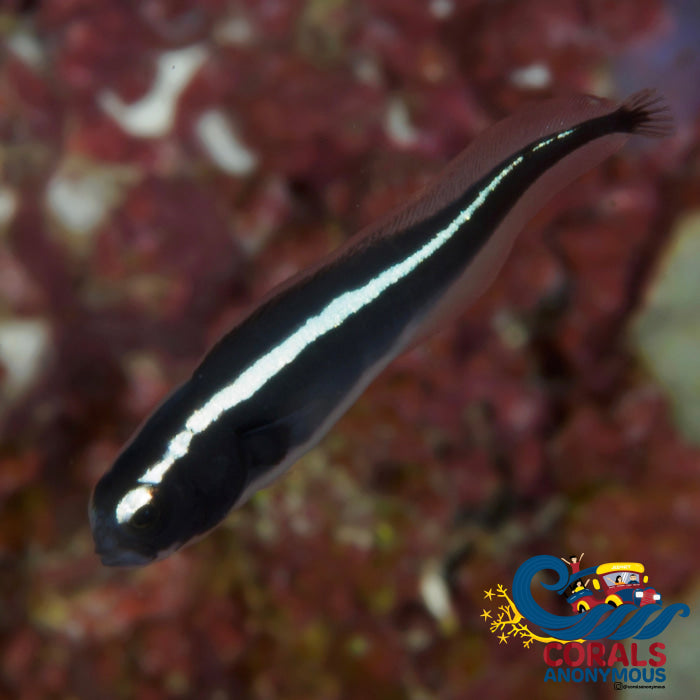 Engineer Goby | Corals Anonymous