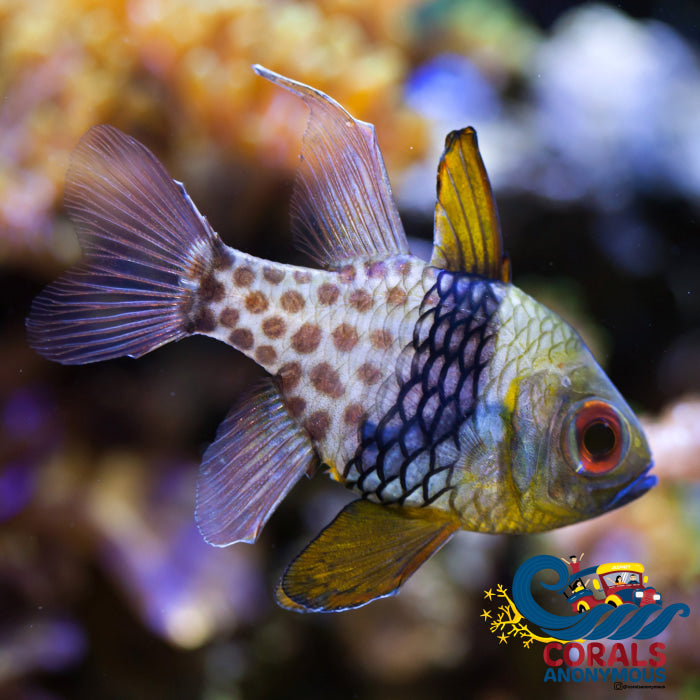 Pajama Cardinalfish (1-2") | Corals Anonymous