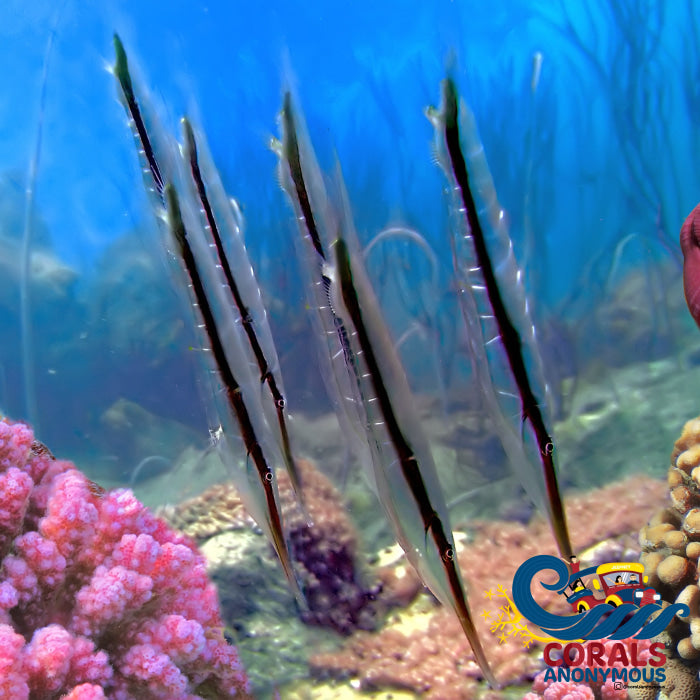 Vertical Shrimp Fish | Corals Anonymous