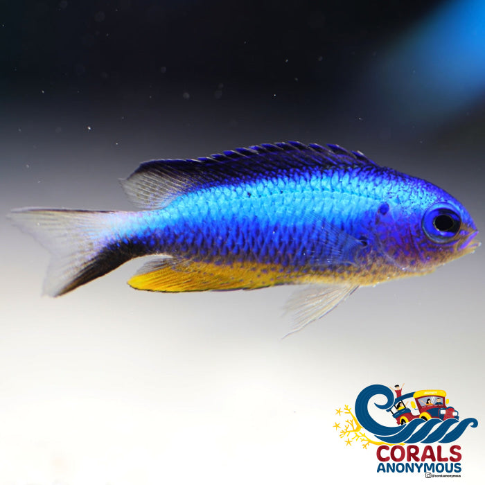 Neon Damselfish (1-1.5") | Corals Anonymous