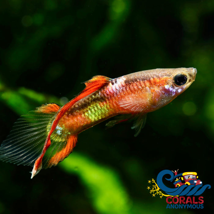 Saltwater Neon Endler Guppy
