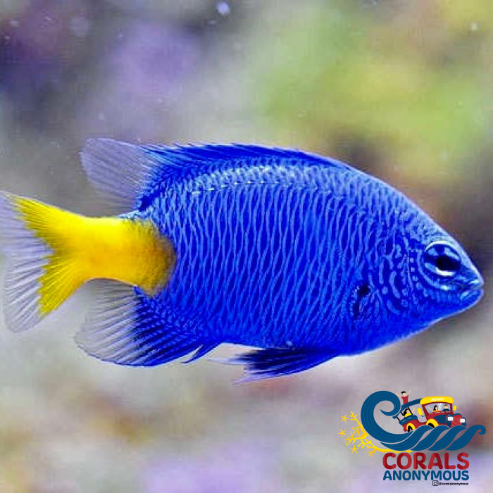 Yellow-tail Blue Damselfish (Chrysiptera parasema) | Corals Anonymous