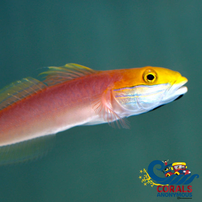 Bella Sleeper Goby (Valencienna bella) | Corals Anonymous