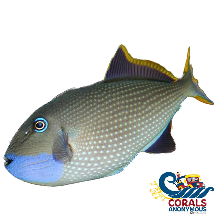 Blue Throat Triggerfish (3-4”) | Corals Anonymous
