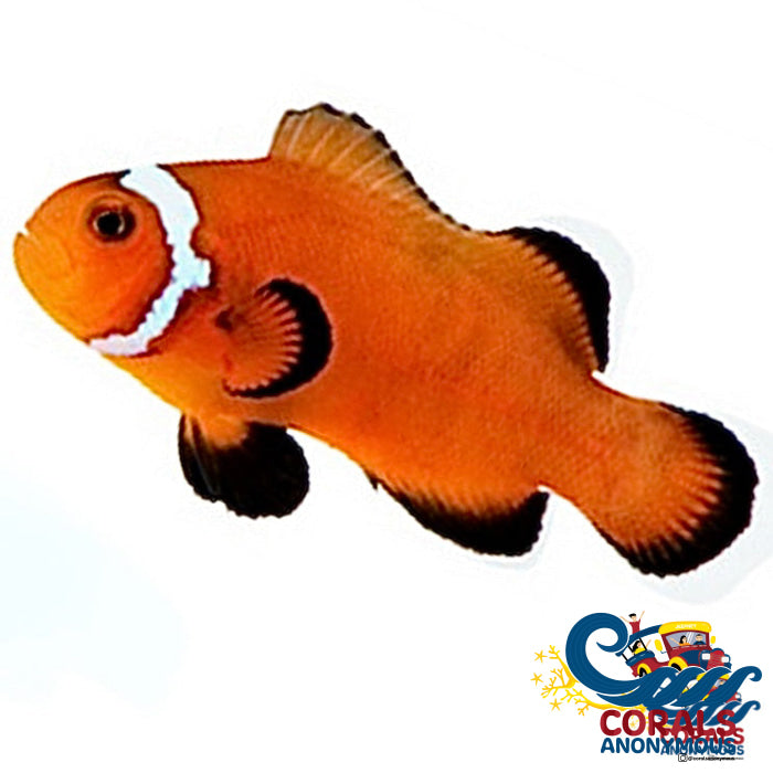 Extreme Misbar Mocha Clownfish (Aquacultured) | Corals Anonymous