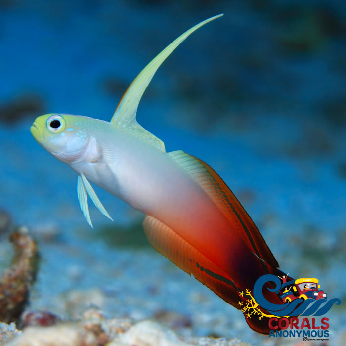 Fire Goby (Nemateleotris Magnifica) – Captivating Aquarium Fish