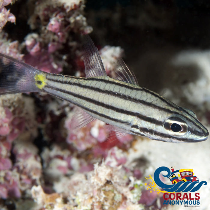 Five Lined Cardinalfish (1-2") | Corals Anonymous