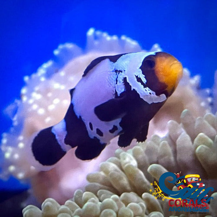 Premium Black Snowflake Clownfish (Aquacultured) | Corals Anonymous