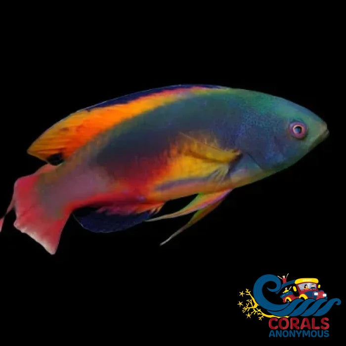 Scott's Fairy Wrasse (Initial Phase, 3-4”) | Corals Anonymous