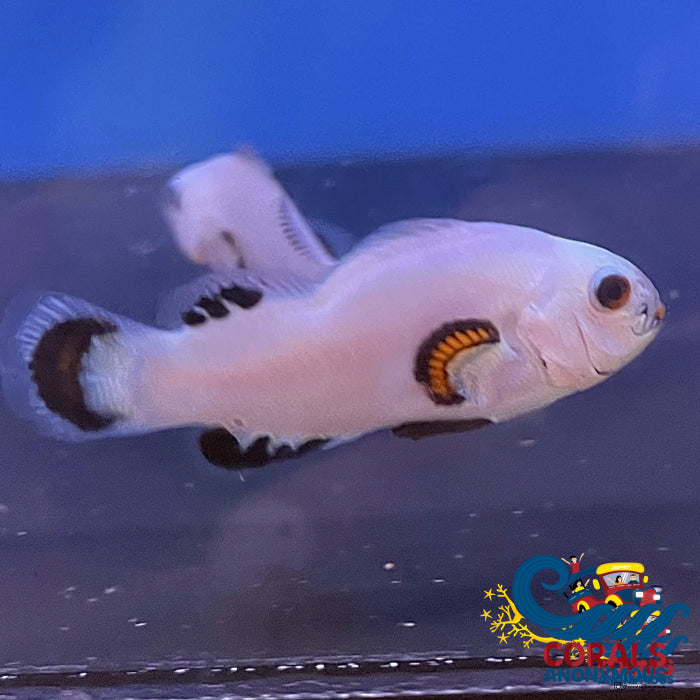 Snow Storm Clownfish (Aquacultured)