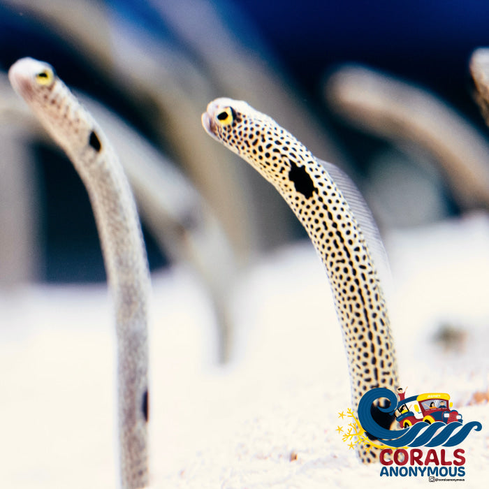 Spotted Garden Eel (Heteroconger hassi) | Corals Anonymous