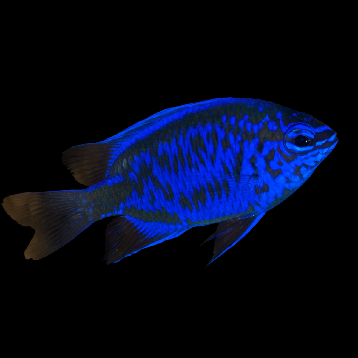 Springer's Damselfish (Chrysiptera springeri) | Corals Anonymous