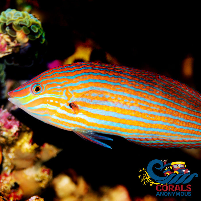 Tail-spot wrasse (Halichoeres melanurus) | Corals Anonymous