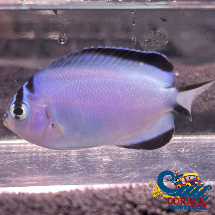 Watanabei Angelfish (Female) | Corals Anonymous