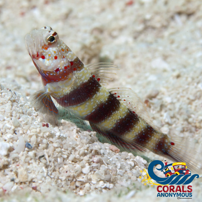 Wheeler's Shrimp Goby
