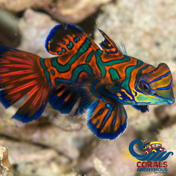 Green Mandarin Dragonet Goby