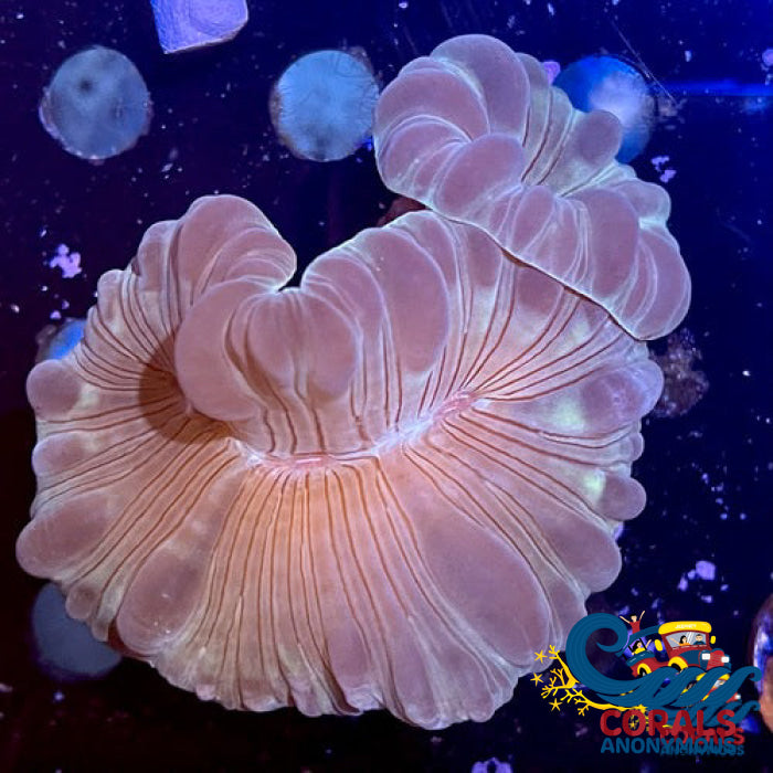 Fox Coral