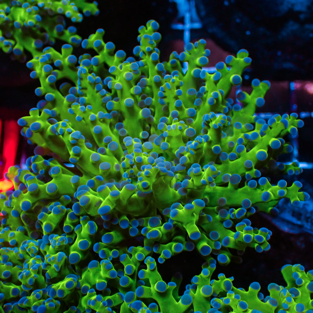 Blue Tip Green Branching Frogspawn | Corals Anonymous