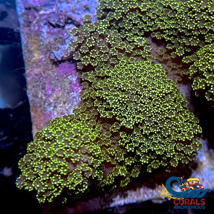 Green Micro Goniopora (0.5-1”)
