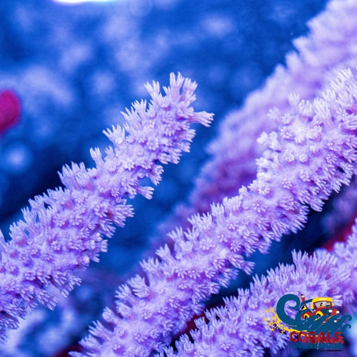 Purple Tree Candelabra Gorgonian (3-6”) | Corals Anonymous