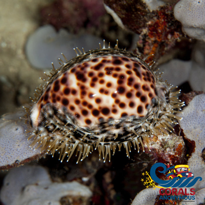 Tiger Cowrie (Cypraea Tigris) (3-4”) | Corals Anonymous