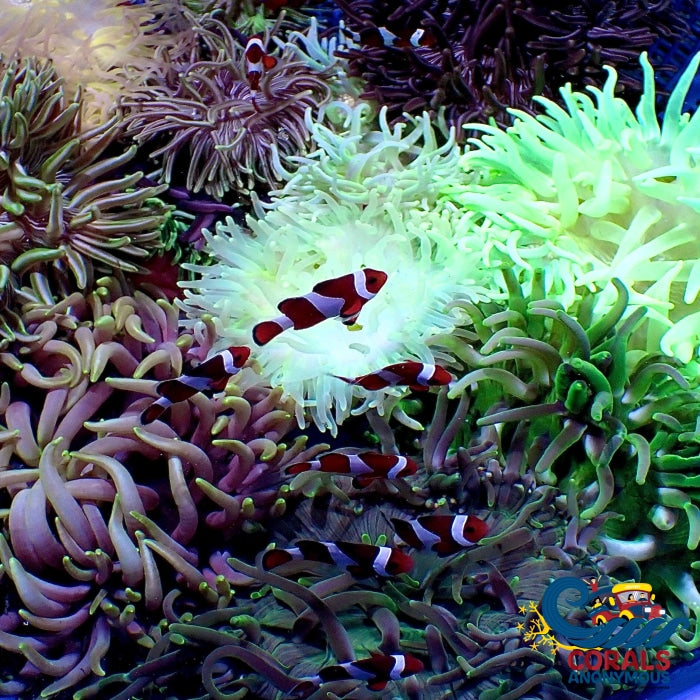 Assorted Long Tentacle Anemones (3 Anemones) | Corals Anonymous