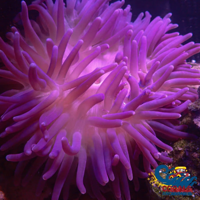 Purple Corkscrew Long Tentacle Anemone
