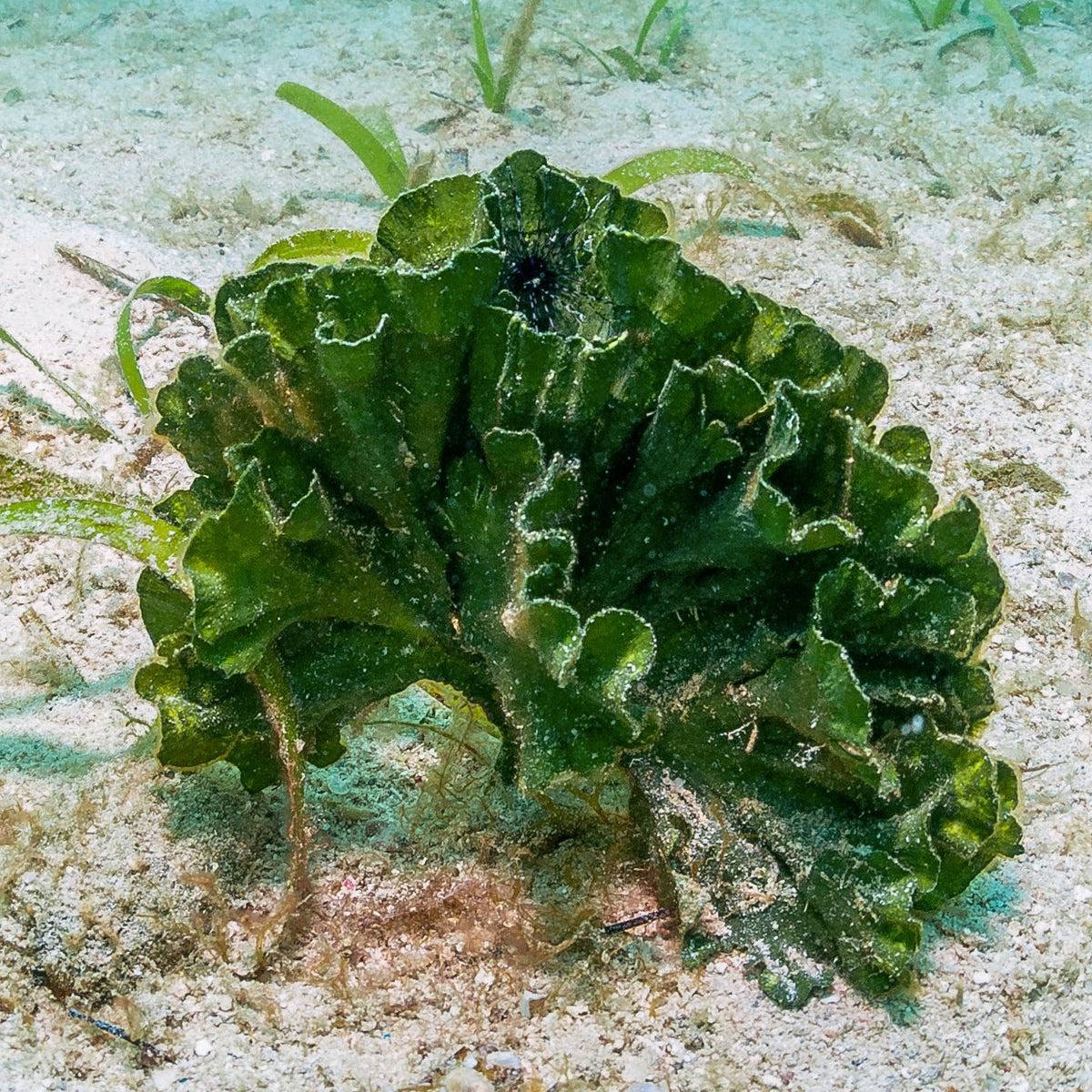 Mermaid's Fan Macroalgae | Corals Anonymous