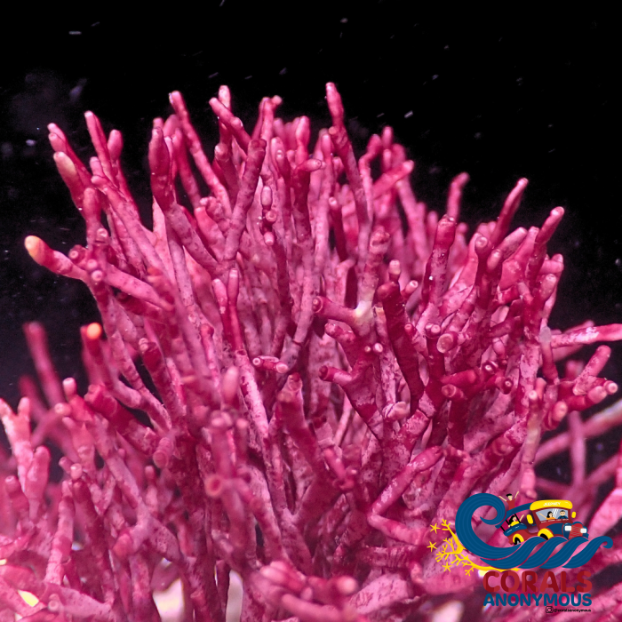 Fire Sticks Macroalgae | Corals Anonymous