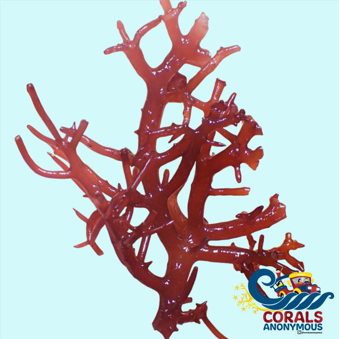 Red Bamboo Tree Macroalgae