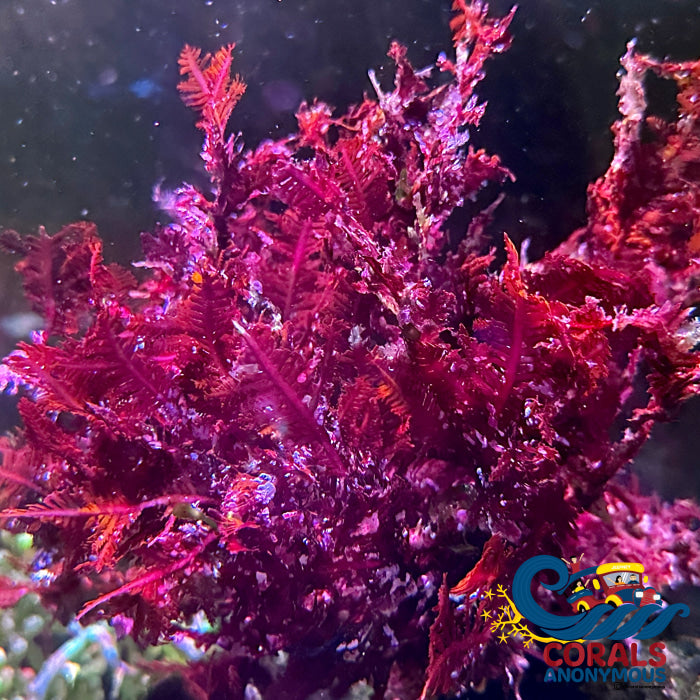 Red Feather Fern Macroalgae | Corals Anonymous