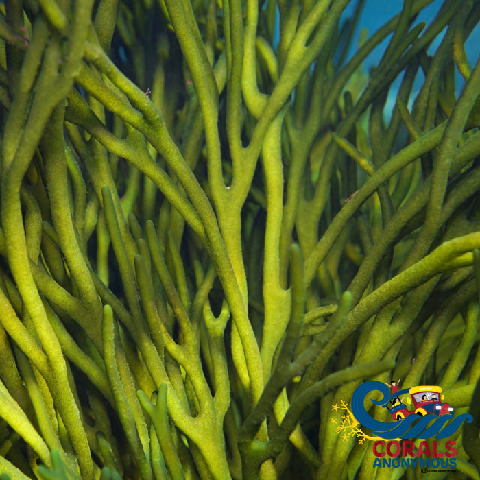 Codium Green Seaweed Macroalgae
