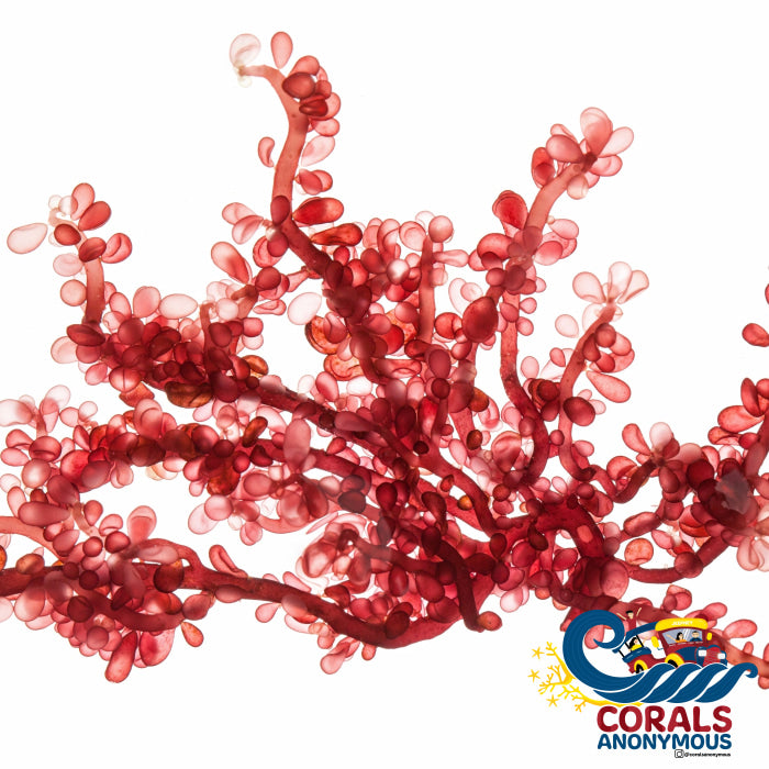 Red Grape Macroalgae | Corals Anonymous