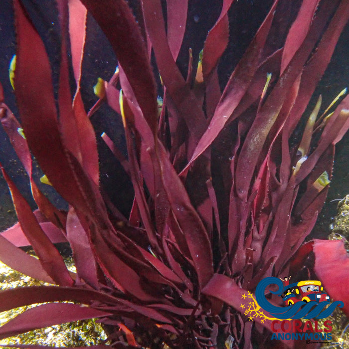 Goliath Red Macroalgae (5-8”, XL) | Corals Anonymous