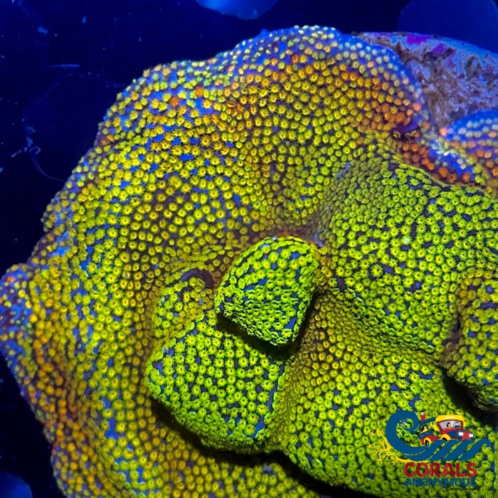 montipora spawning