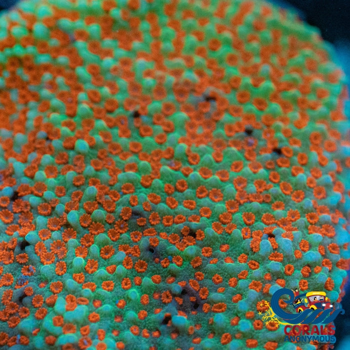 reverse superman montipora