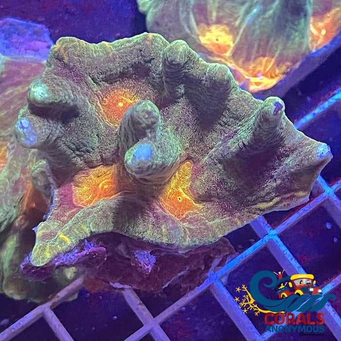 Multicolor Orange/Red Mouth Pectinia | Corals Anonymous