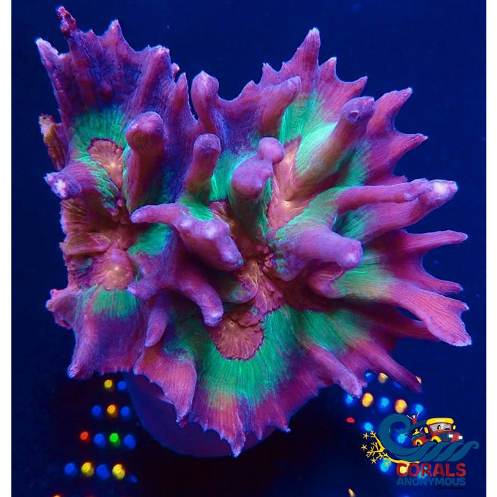 Rainbow Pectinia | Corals Anonymous