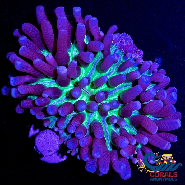 Aussie Green Mouth Purple Long Tentacle Fungia Plate (2-4”) | Corals ...