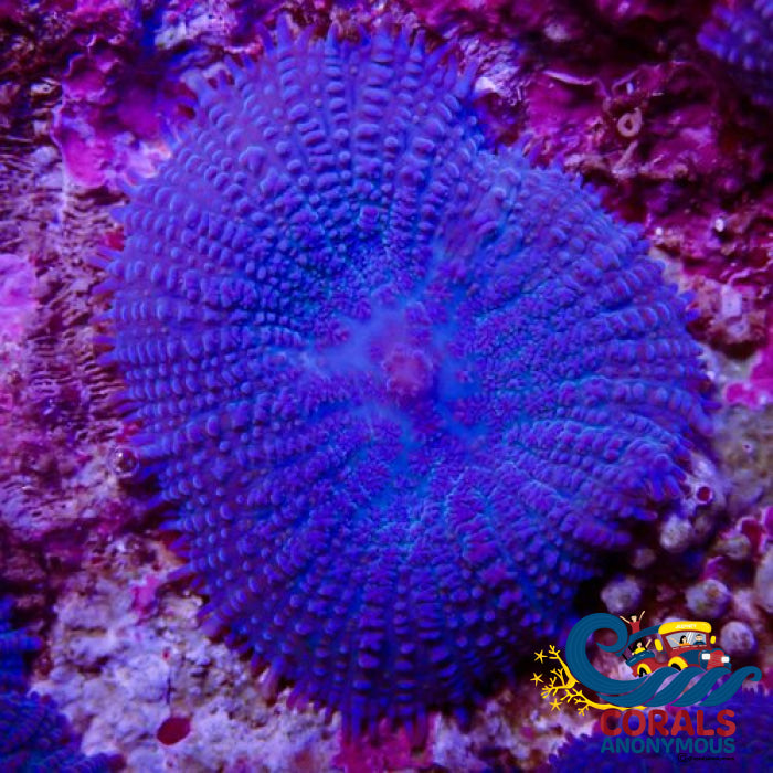 Blue Bullseye Rhodactis Mushroom | Corals Anonymous