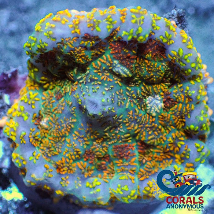 Lucky Charms Rainbow Rhodactis Mushroom