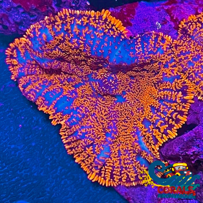 Superman Rhodactis Mushroom