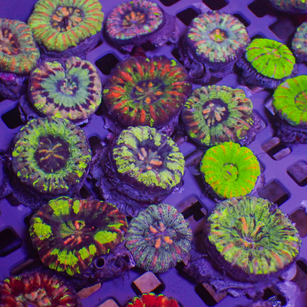 Ultra Aussie Green Button Scoly (0.5-1") | Corals Anonymous