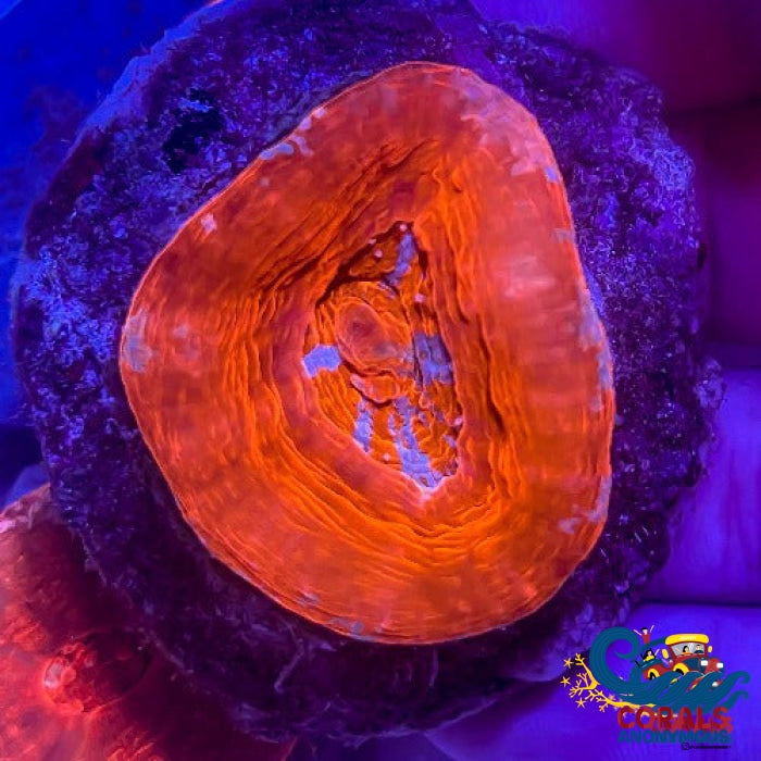 Tonga Red Scoly | Corals Anonymous
