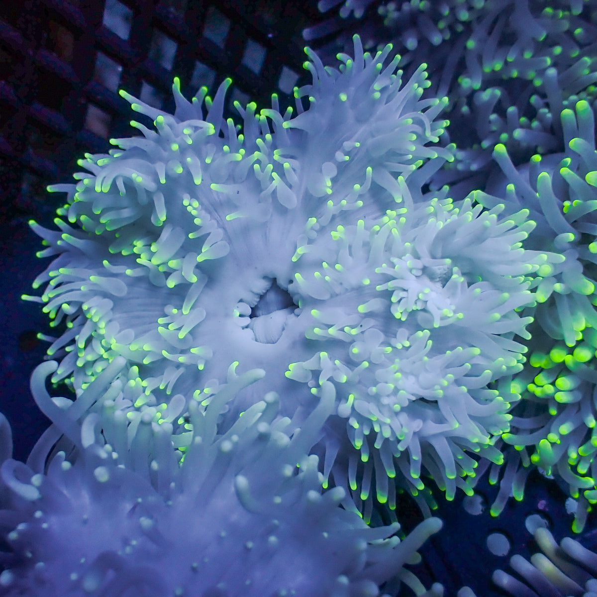 Green Tip Sebae Anemone (4-5”) | Corals Anonymous