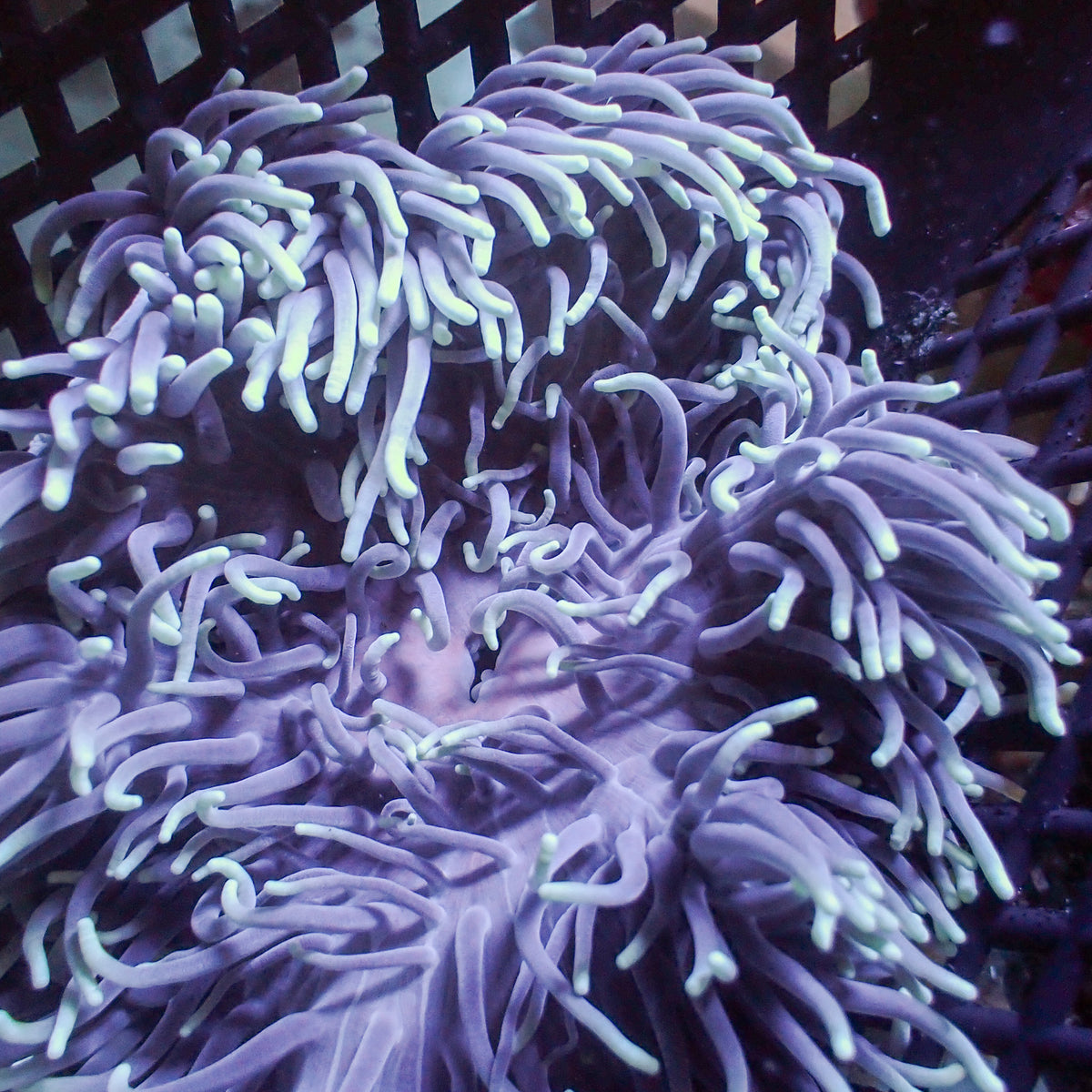 Pastel Purple Sebae Anemone (4-5”) | Corals Anonymous