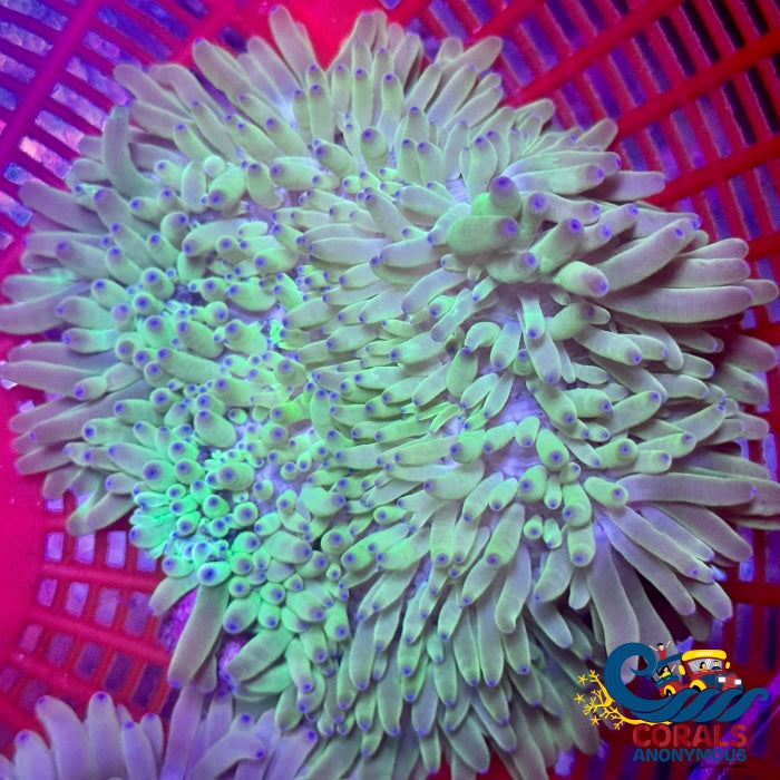 Purple Tip Green Sebae Anemone | Corals Anonymous
