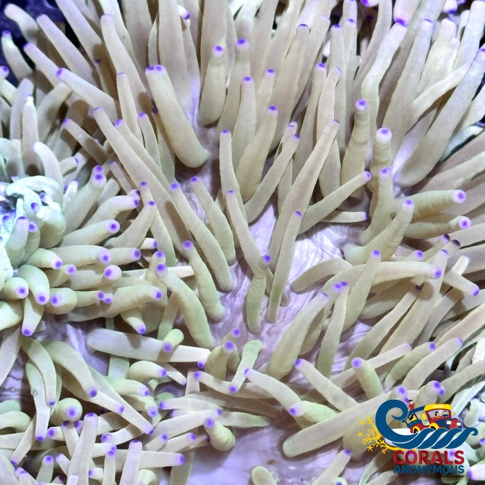 Purple Tip White Sebae Anemone (3-7”) | Corals Anonymous